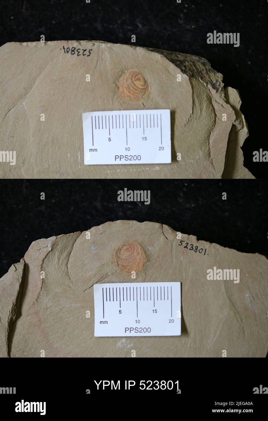 Ichnofossil ichnology hi-res stock photography and images - Alamy