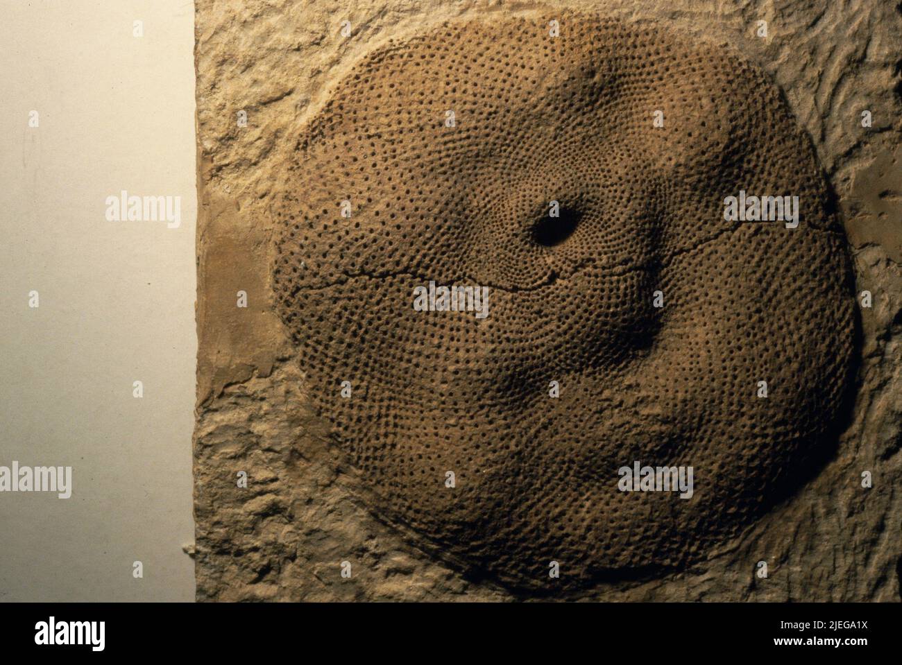 Receptaculites oweni Hall Stock Photo - Alamy