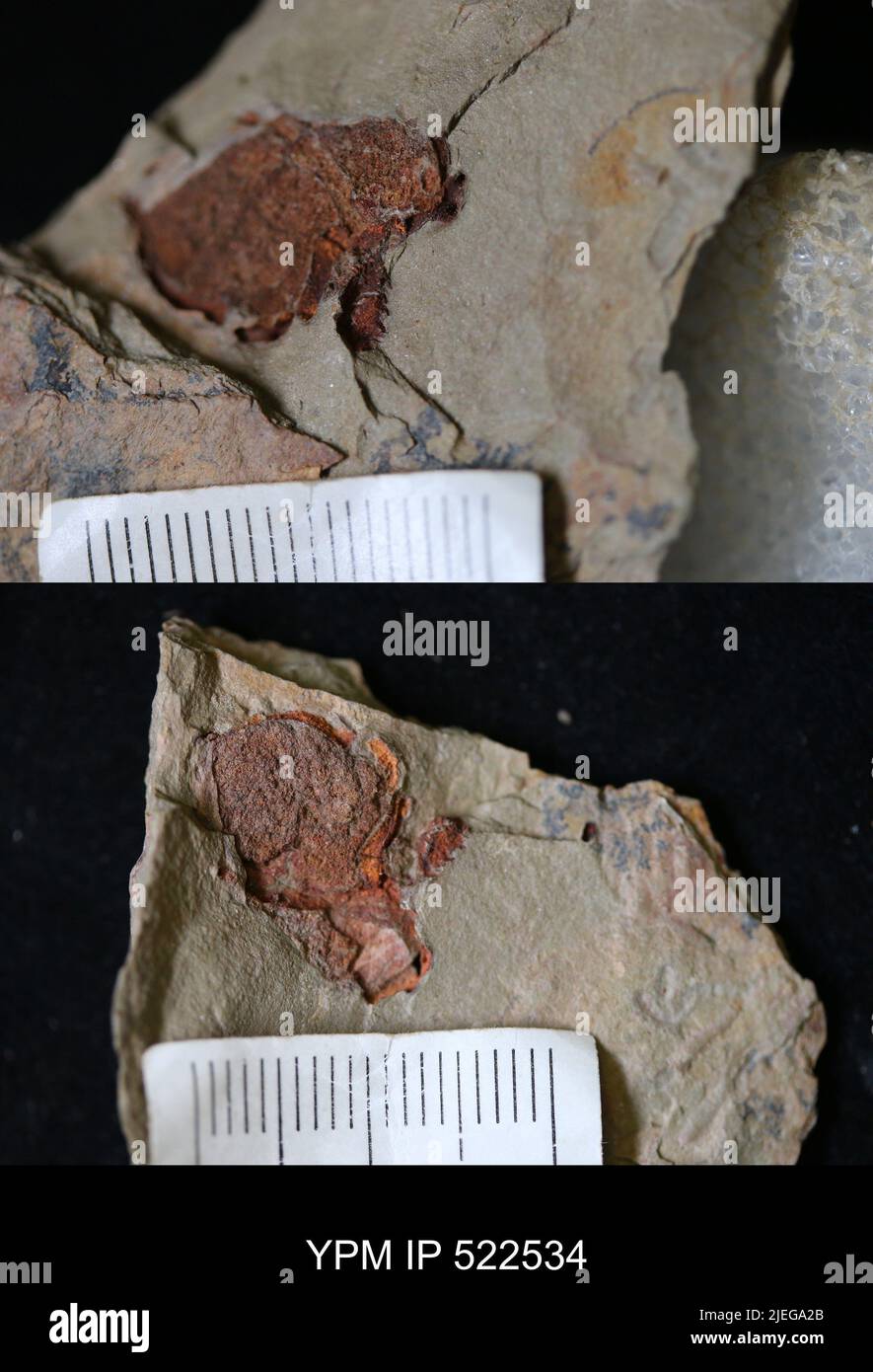 Undet cornuta animalia hi-res stock photography and images - Alamy