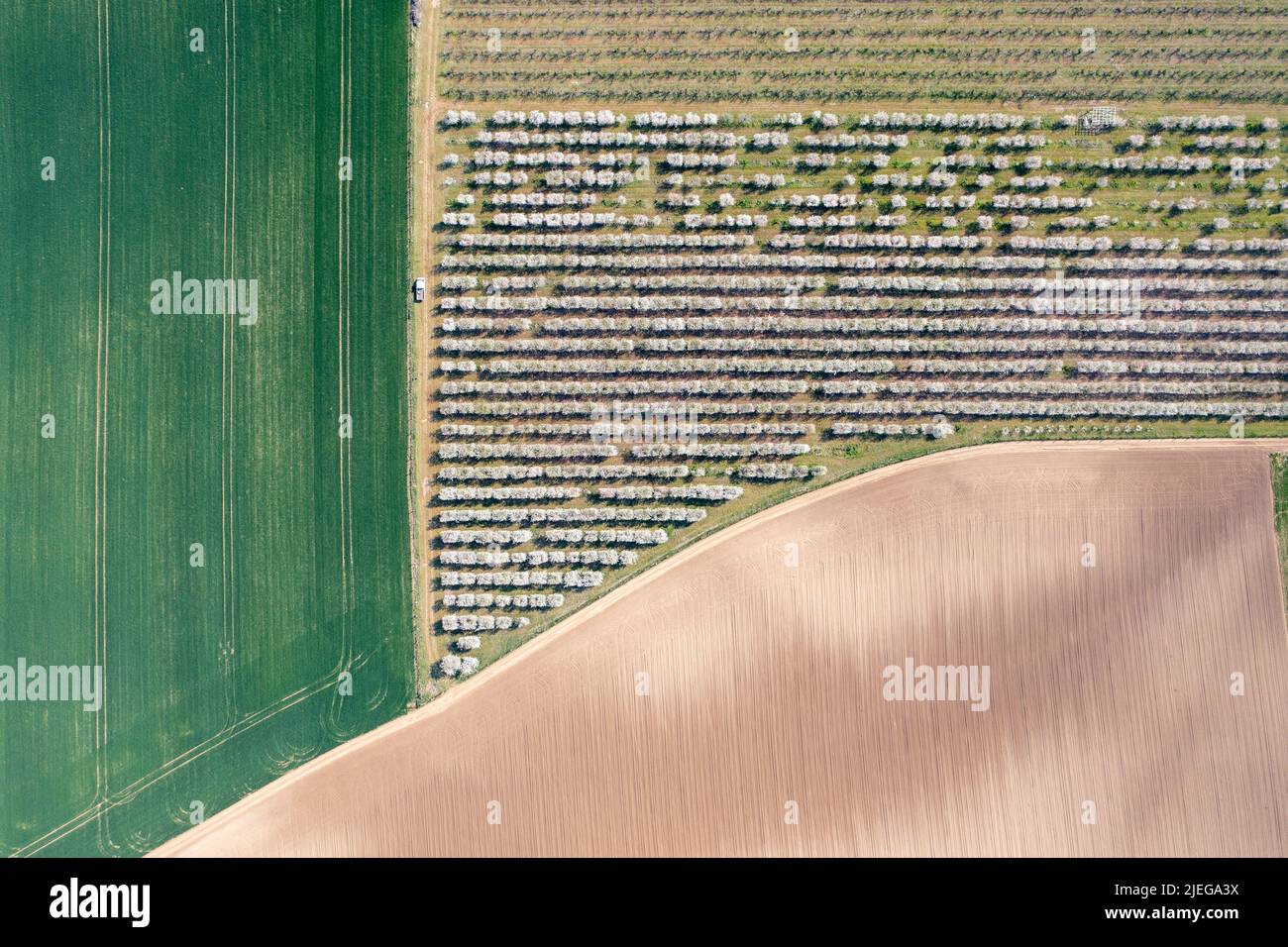 aerial landscape view of fruit trees Stock Photo - Alamy