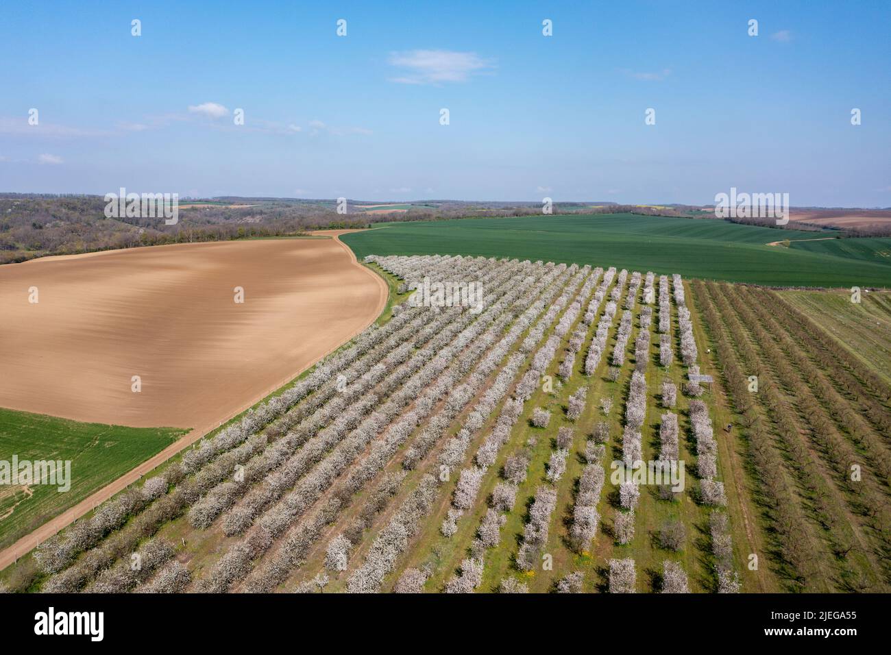 aerial landscape view of fruit trees Stock Photo - Alamy