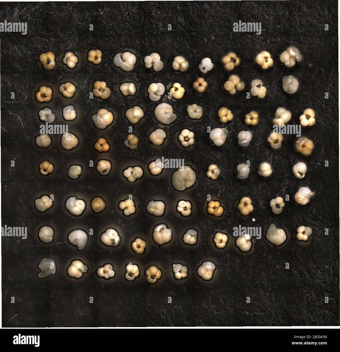 Globigerina bulloides d'Orbigny, 1826 Stock Photo - Alamy