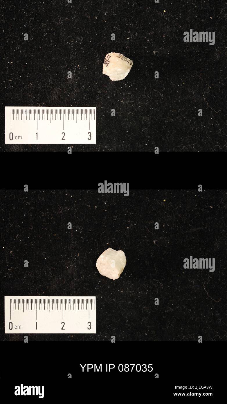 Endoceratoidea hi-res stock photography and images - Alamy