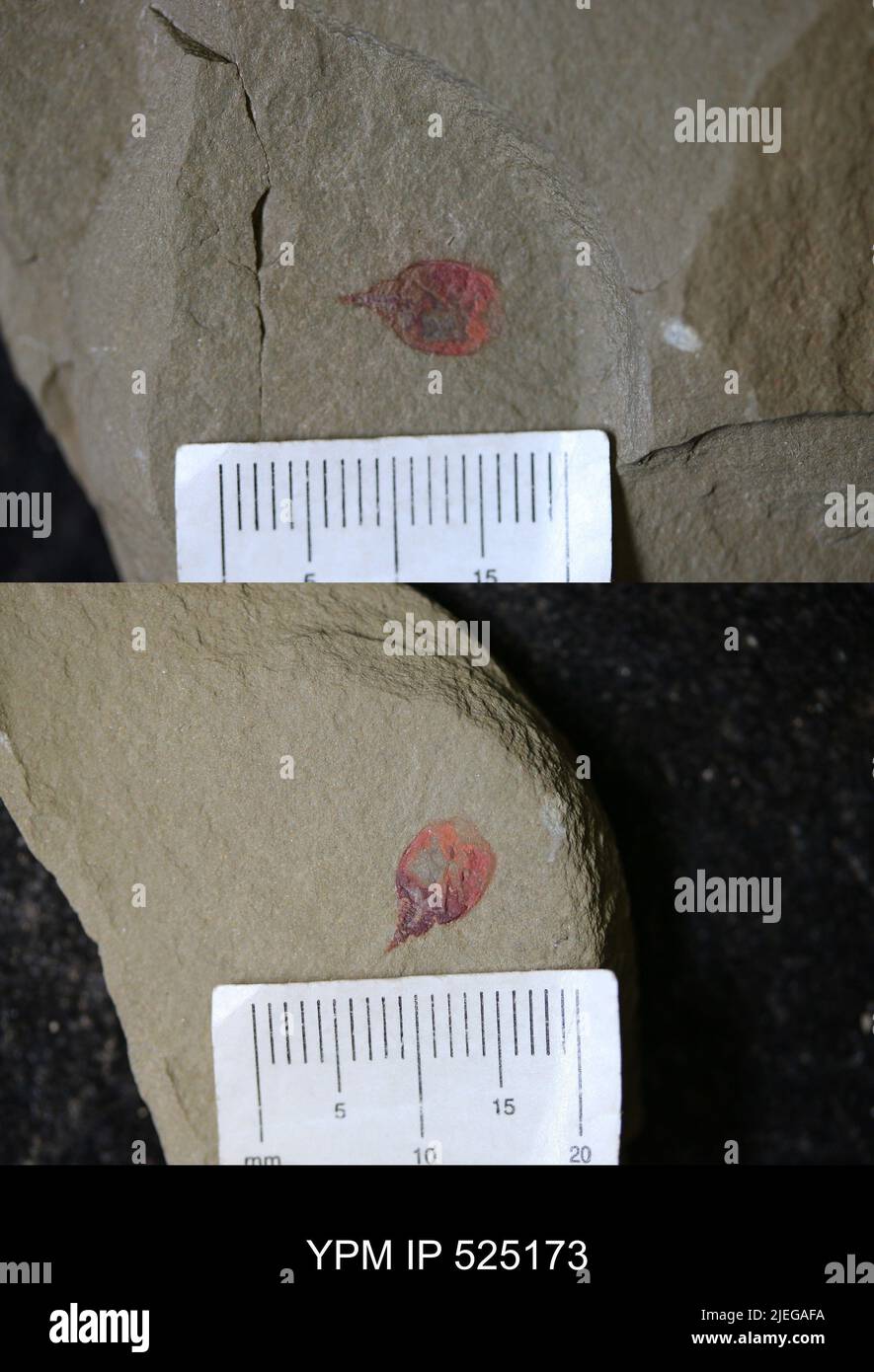 Mitrata ech hi-res stock photography and images - Alamy