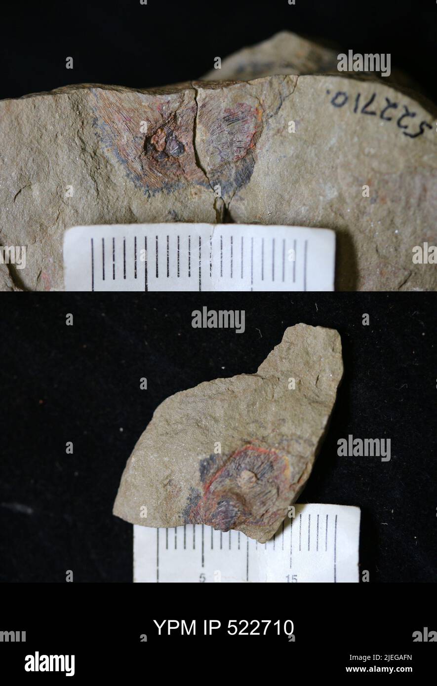 Pirania sp animalia hi-res stock photography and images - Alamy