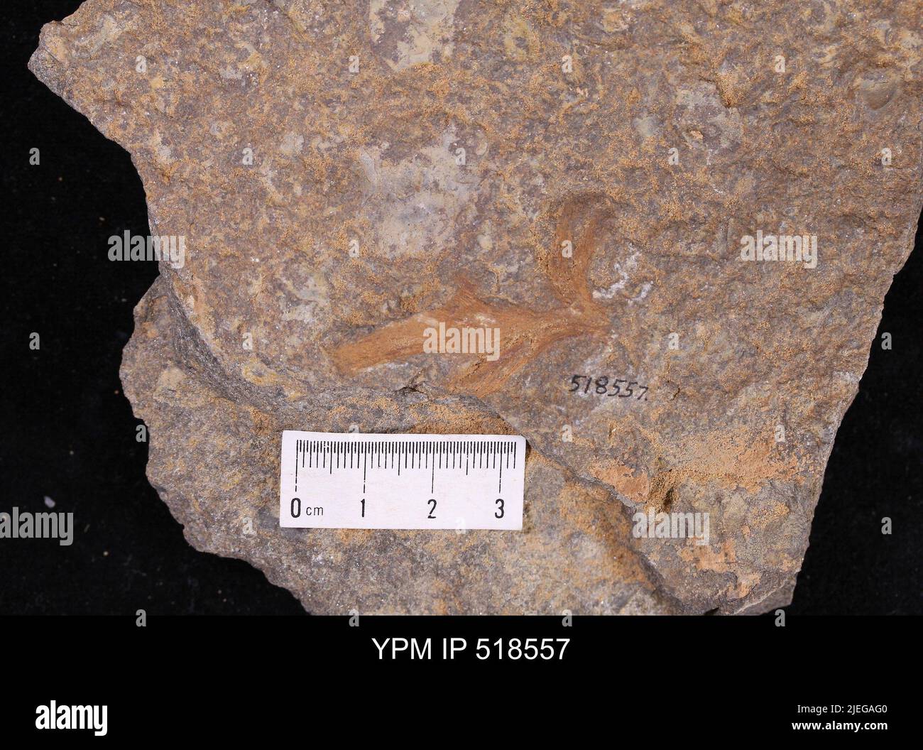 Branching bryozoan colony hi-res stock photography and images - Alamy