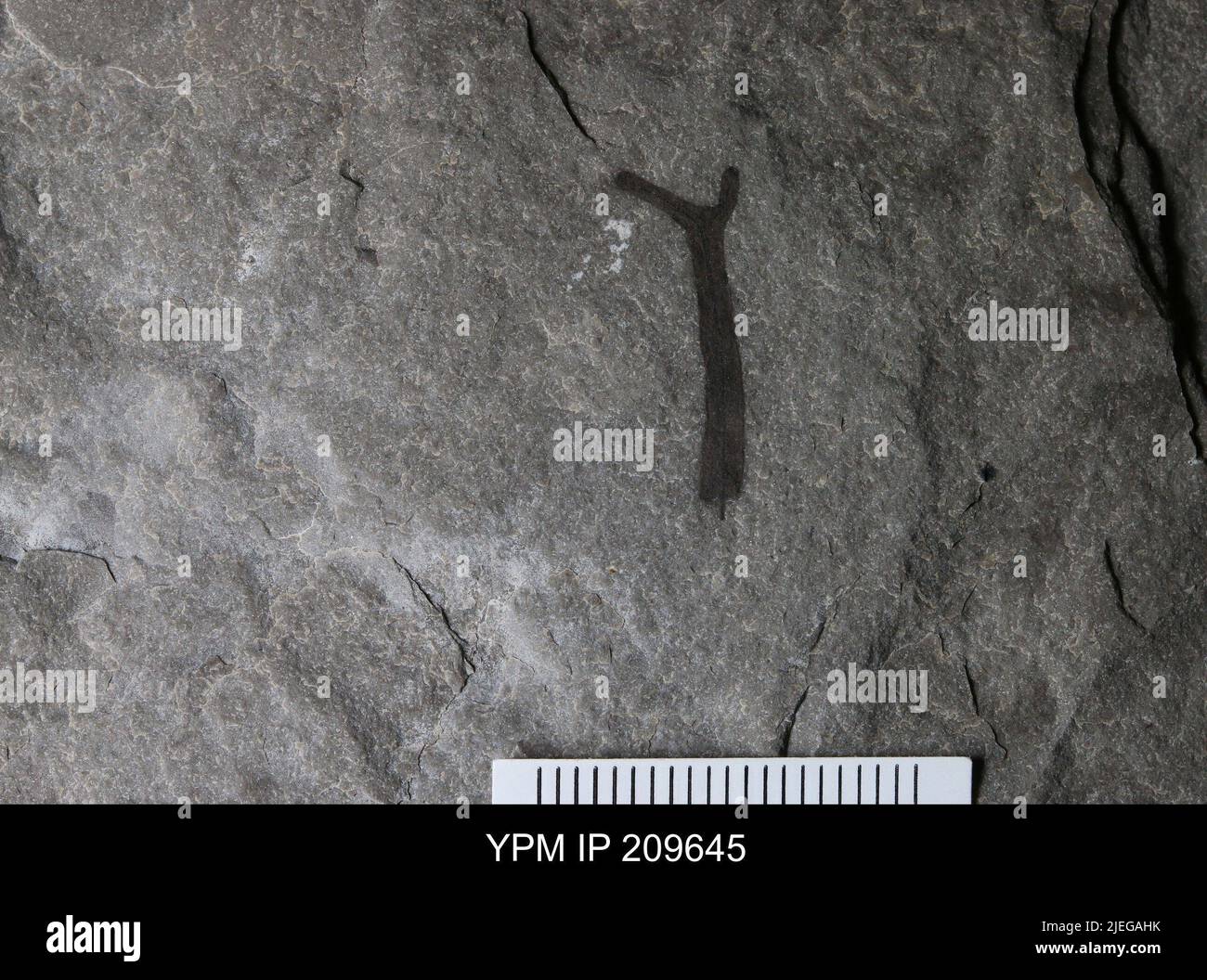 Cooksonia plants hi-res stock photography and images - Alamy