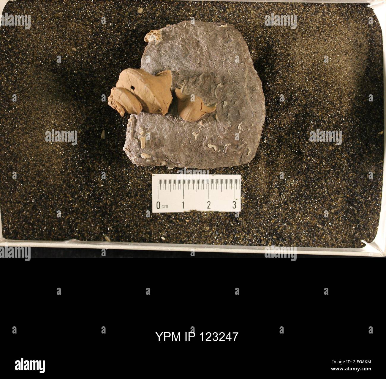 Murchisoniina hi-res stock photography and images - Alamy