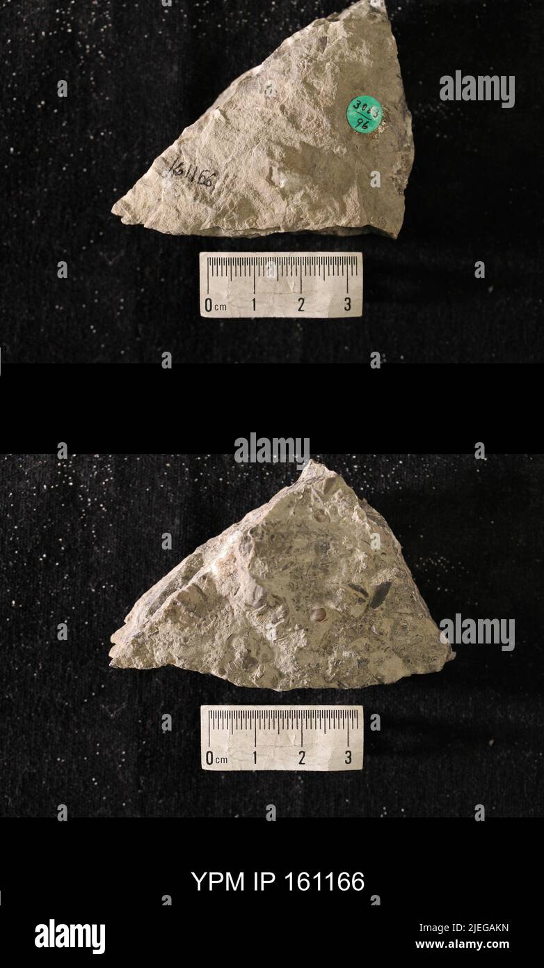 Dalmanella wisbyensis parva animalia hi-res stock photography and ...