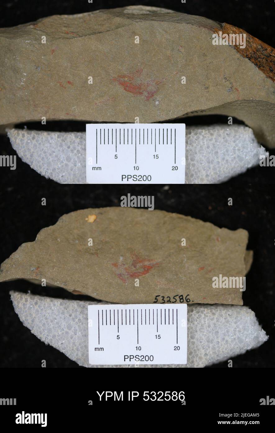 Phylum porifera classification hi-res stock photography and images - Alamy
