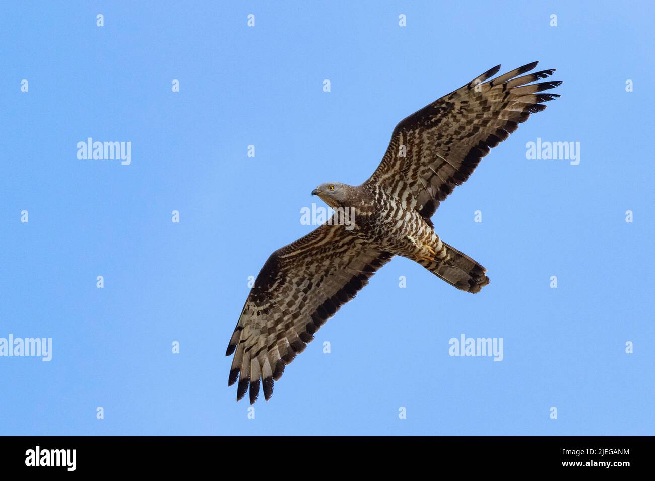 Male buzzard hi-res stock photography and images - Alamy