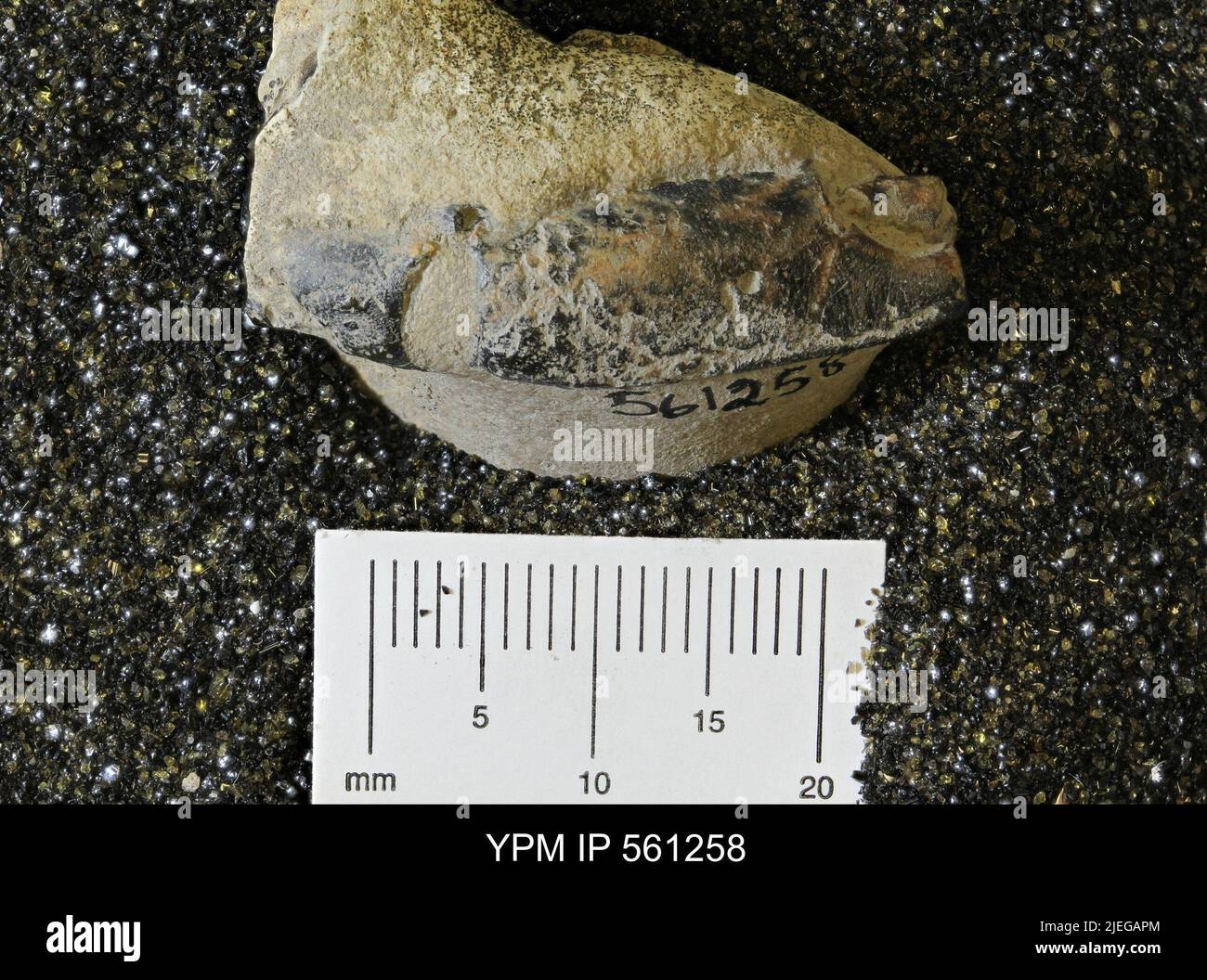 Astacidea species hi-res stock photography and images - Alamy