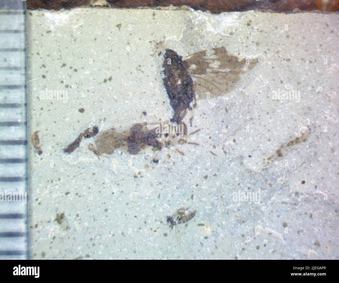 Undet homoptera animalia hi-res stock photography and images - Alamy