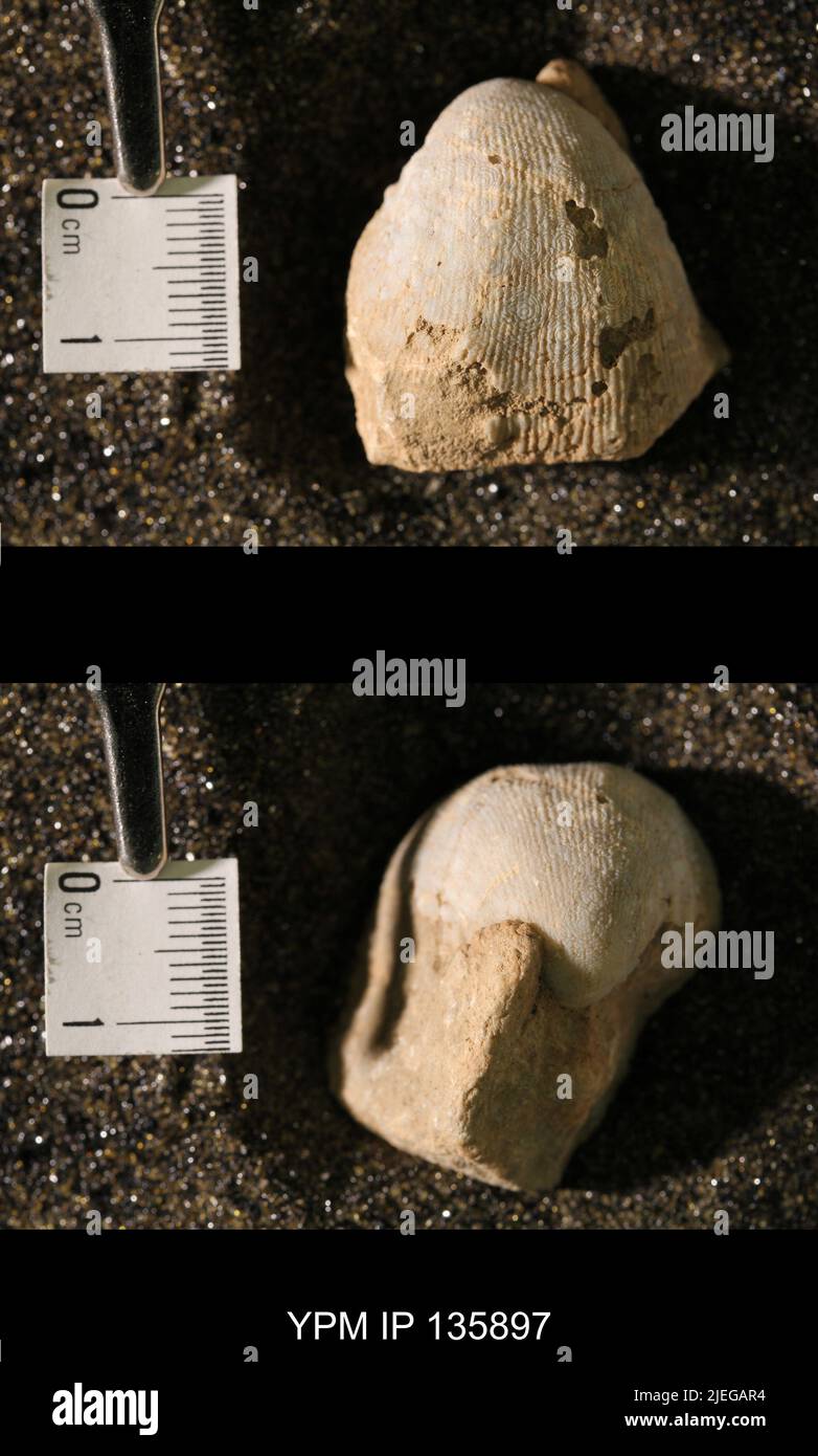 Productus (Linoproductus) lineatus Stock Photo - Alamy