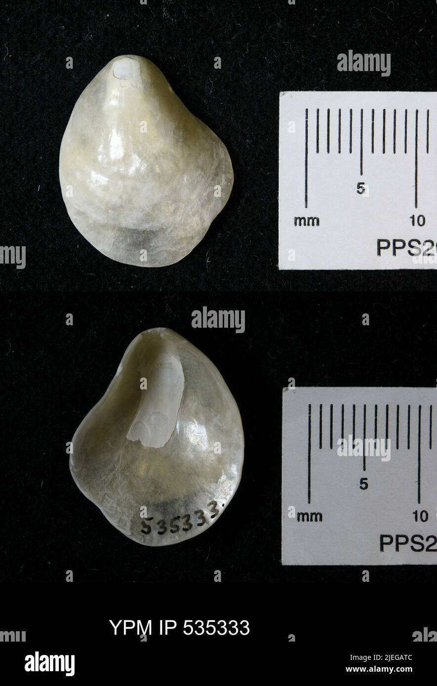 Anomia simplex d'Orbigny, 1853 Stock Photo - Alamy