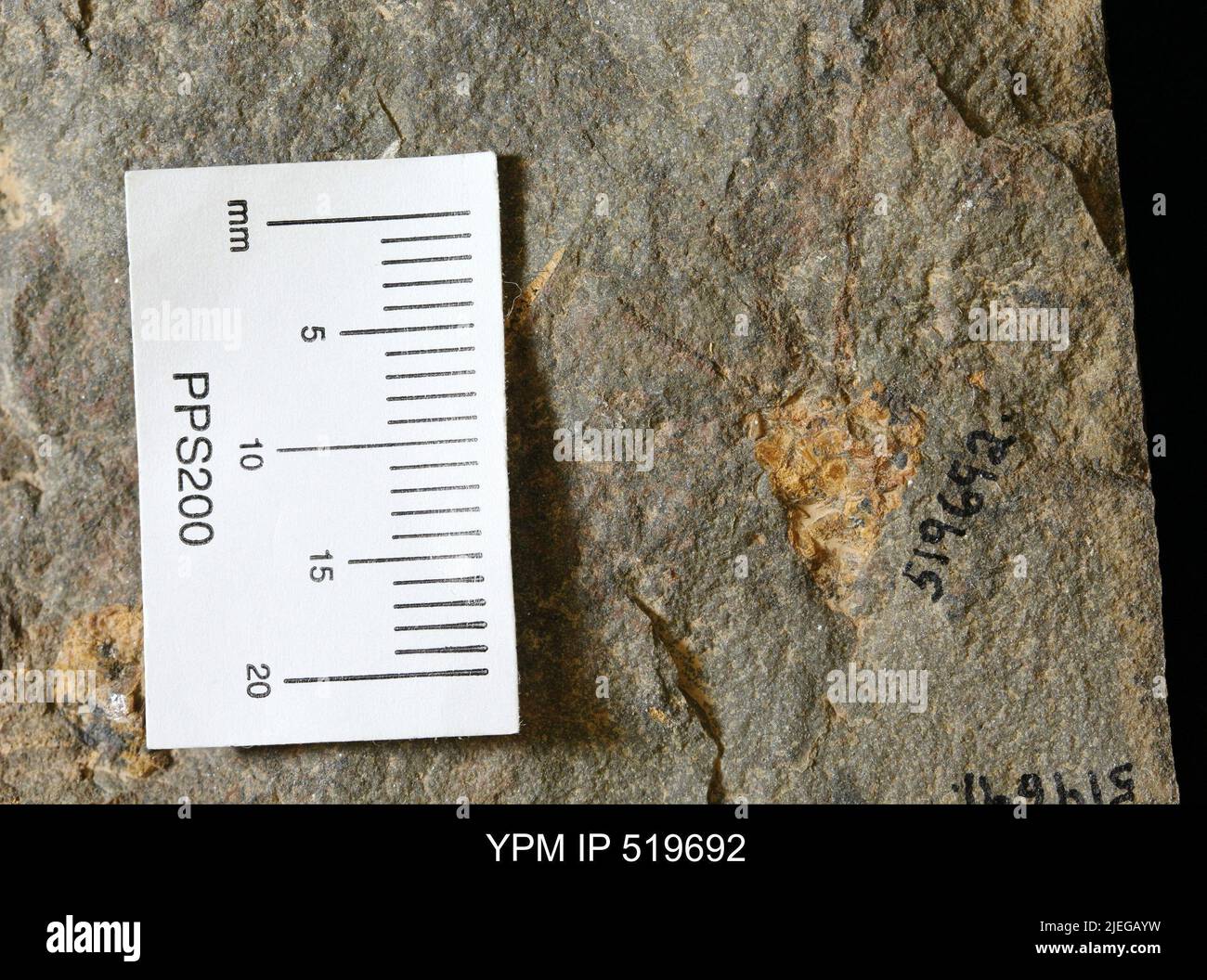 Eocrinoidea hi-res stock photography and images - Alamy