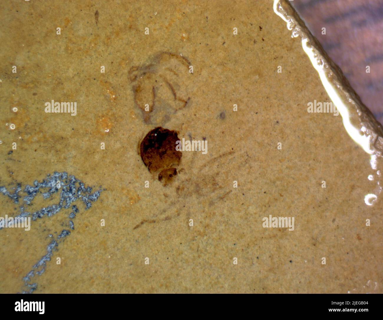 Classification of spiders hi-res stock photography and images - Alamy