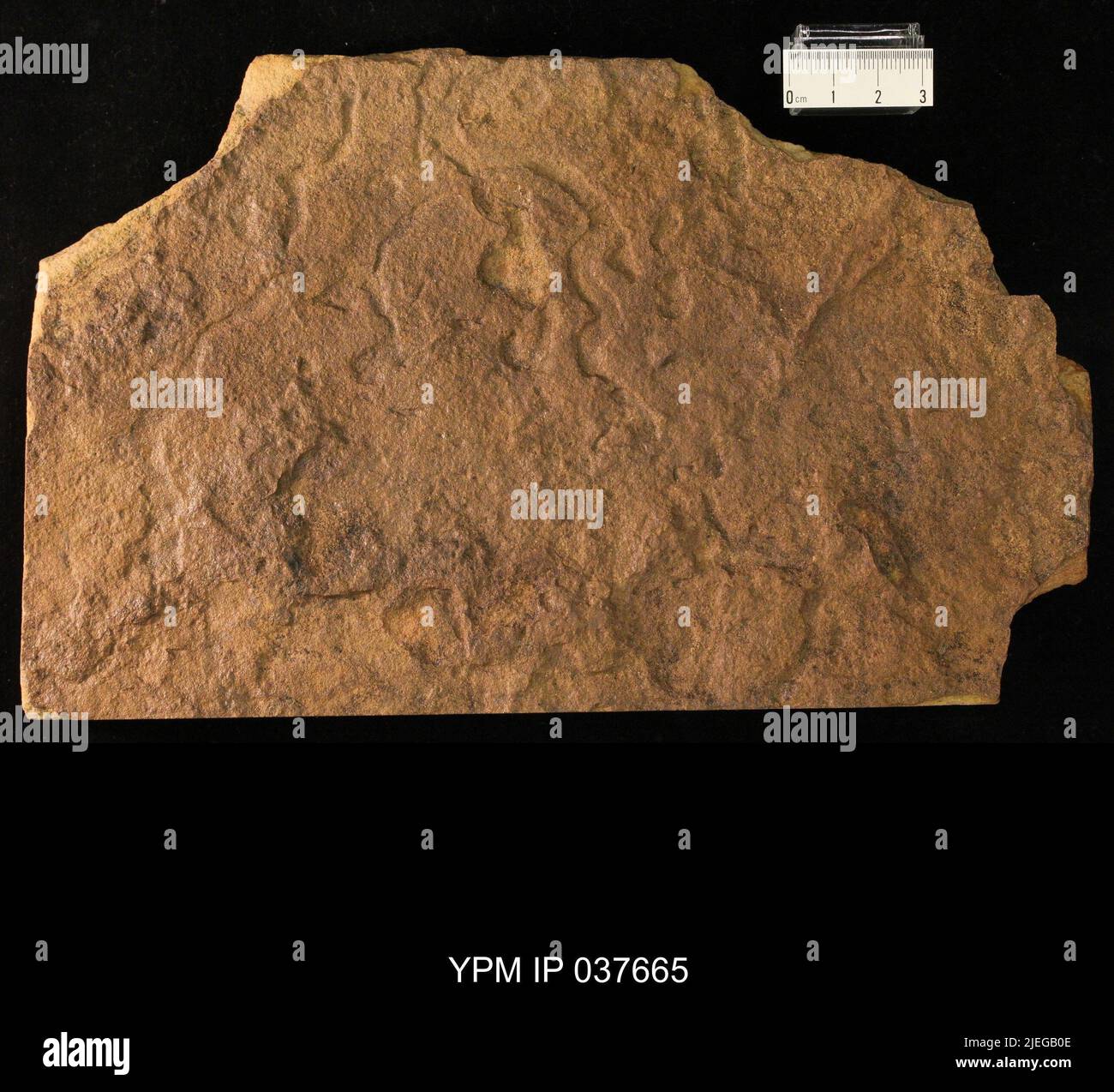 Hypotype ichnofossil hi-res stock photography and images - Alamy