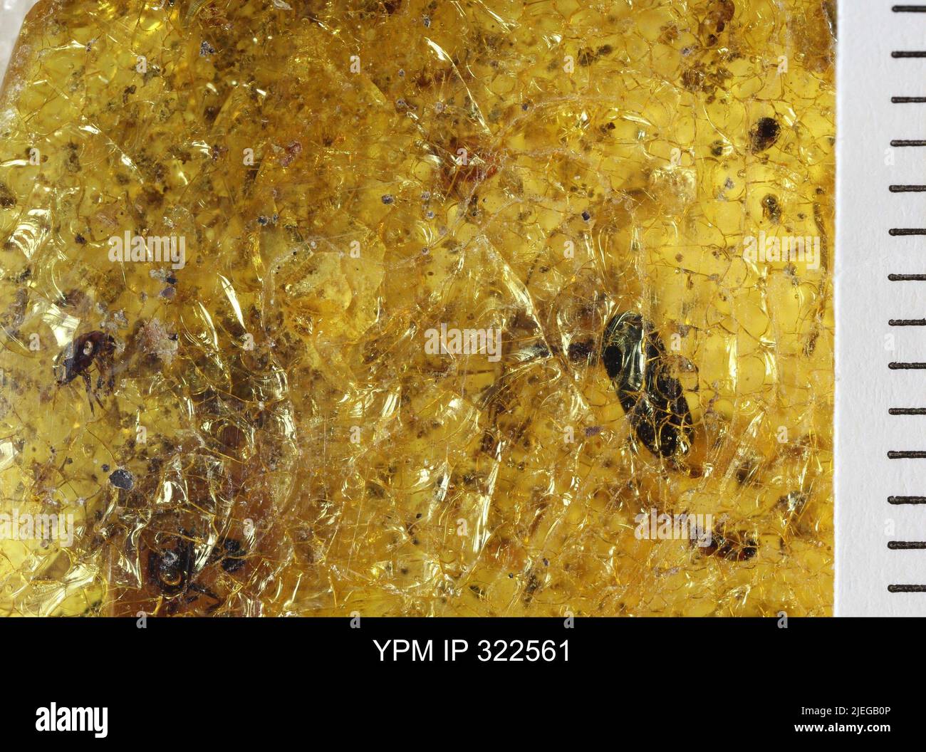 Formicidae fossil hi-res stock photography and images - Alamy