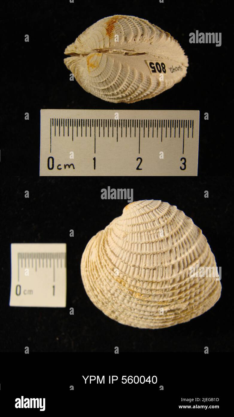 Chione cancellata (Linnaeus, 1767 Stock Photo - Alamy