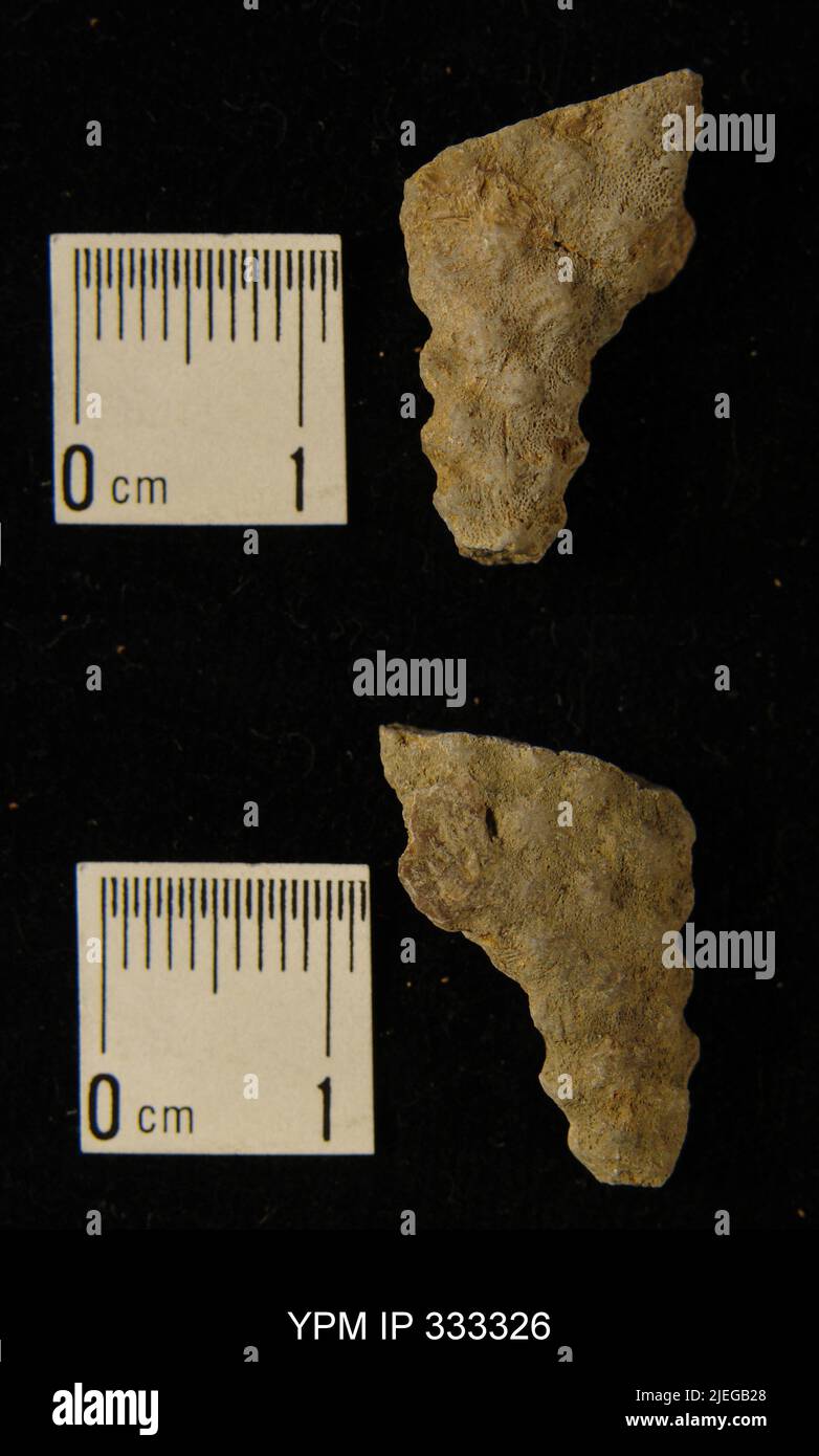 Constellaria sp animalia hi-res stock photography and images - Alamy