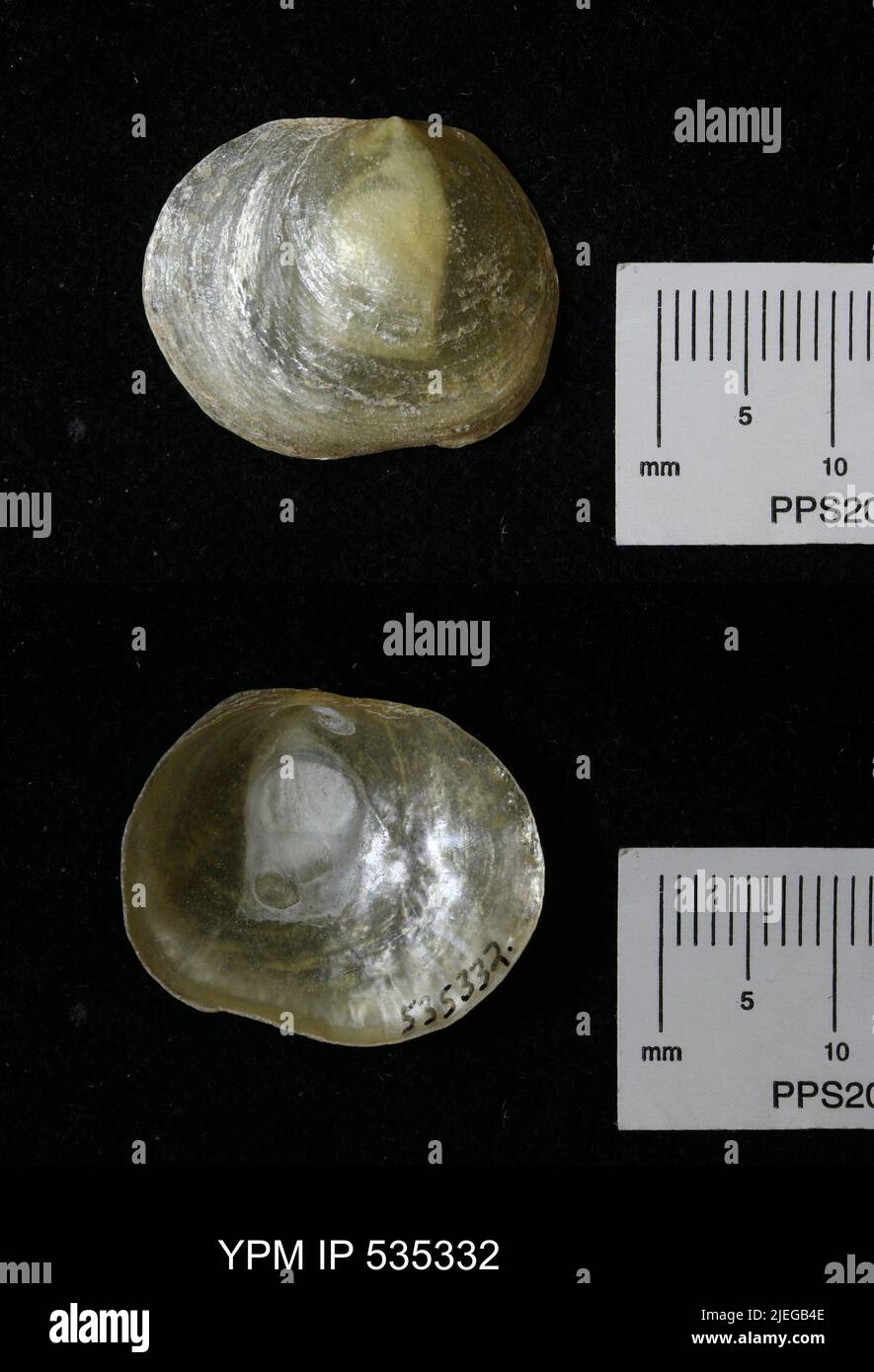 Anomia simplex d'Orbigny, 1853 Stock Photo - Alamy