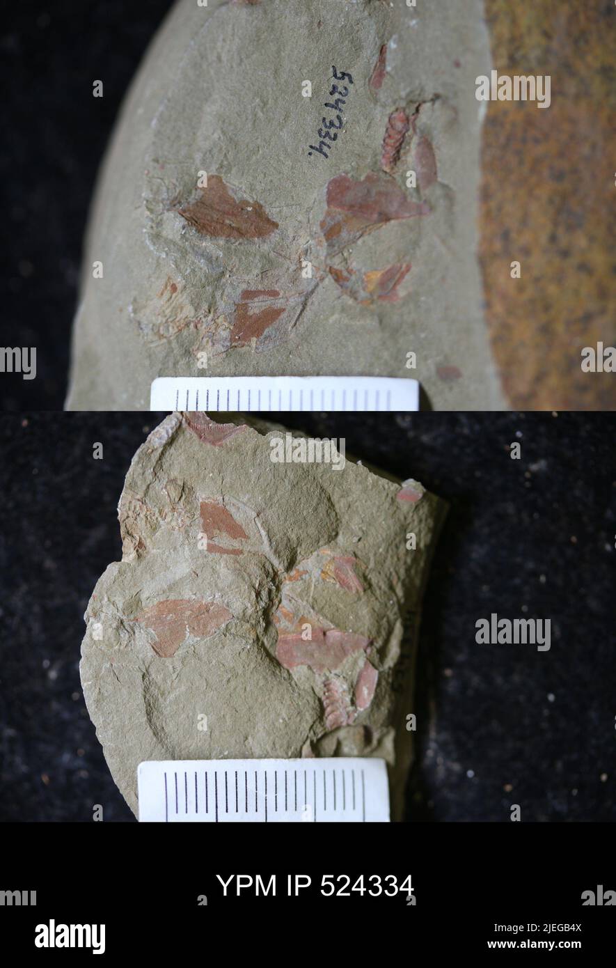 Cothurnocystis sp animalia hi-res stock photography and images - Alamy