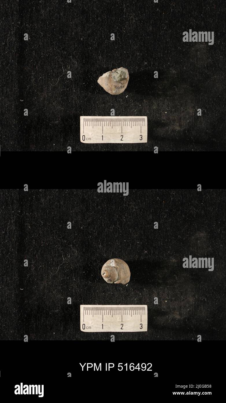 Cyclonema mediale ulrich hi-res stock photography and images - Alamy