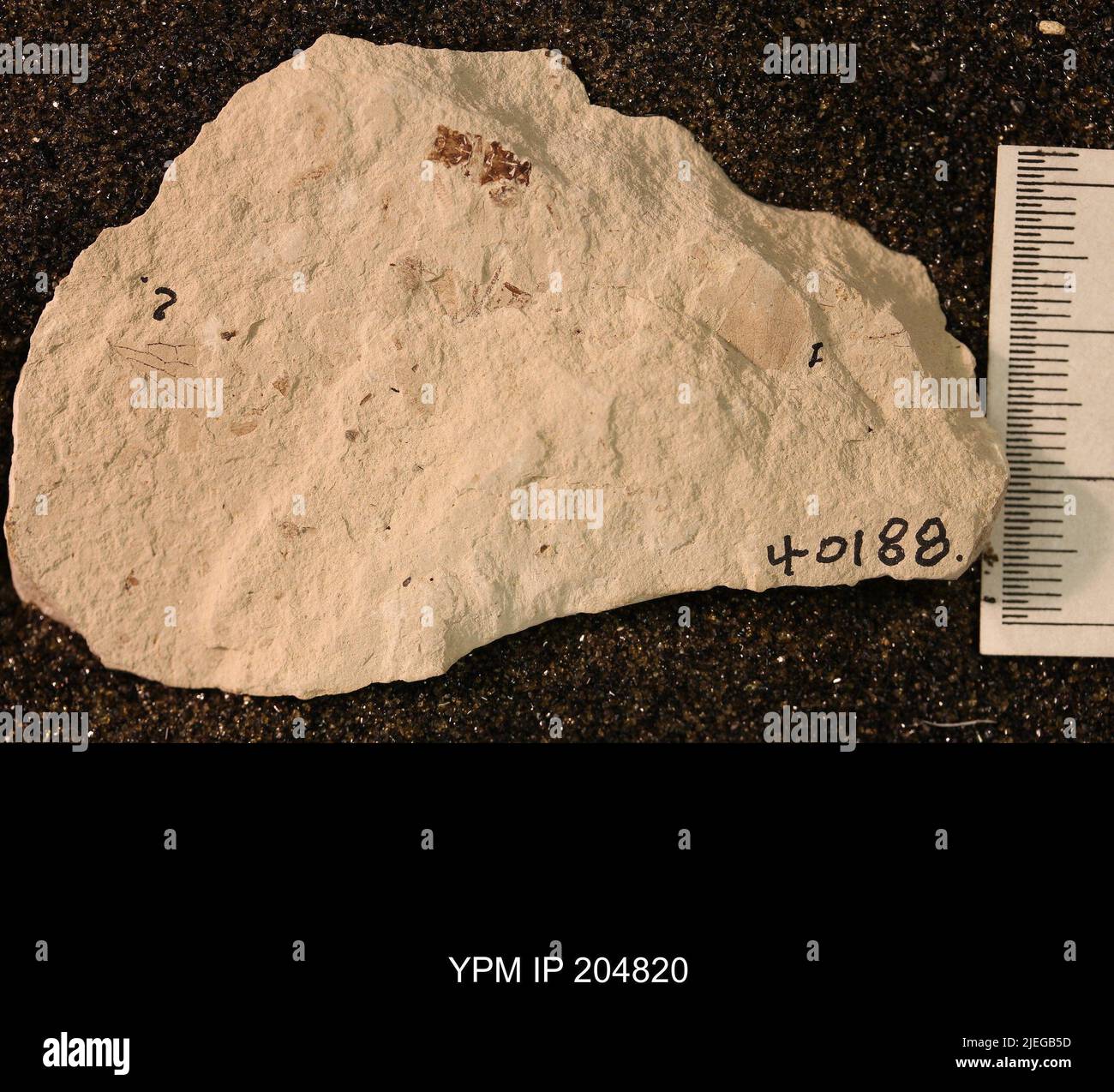 Undet homoptera animalia hi-res stock photography and images - Alamy