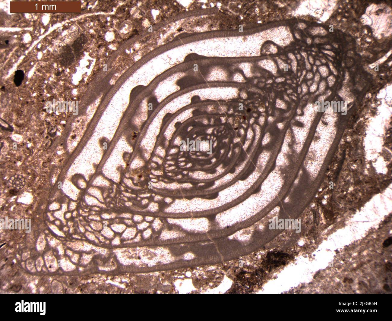 Triticites creekensis thompson hi-res stock photography and images - Alamy