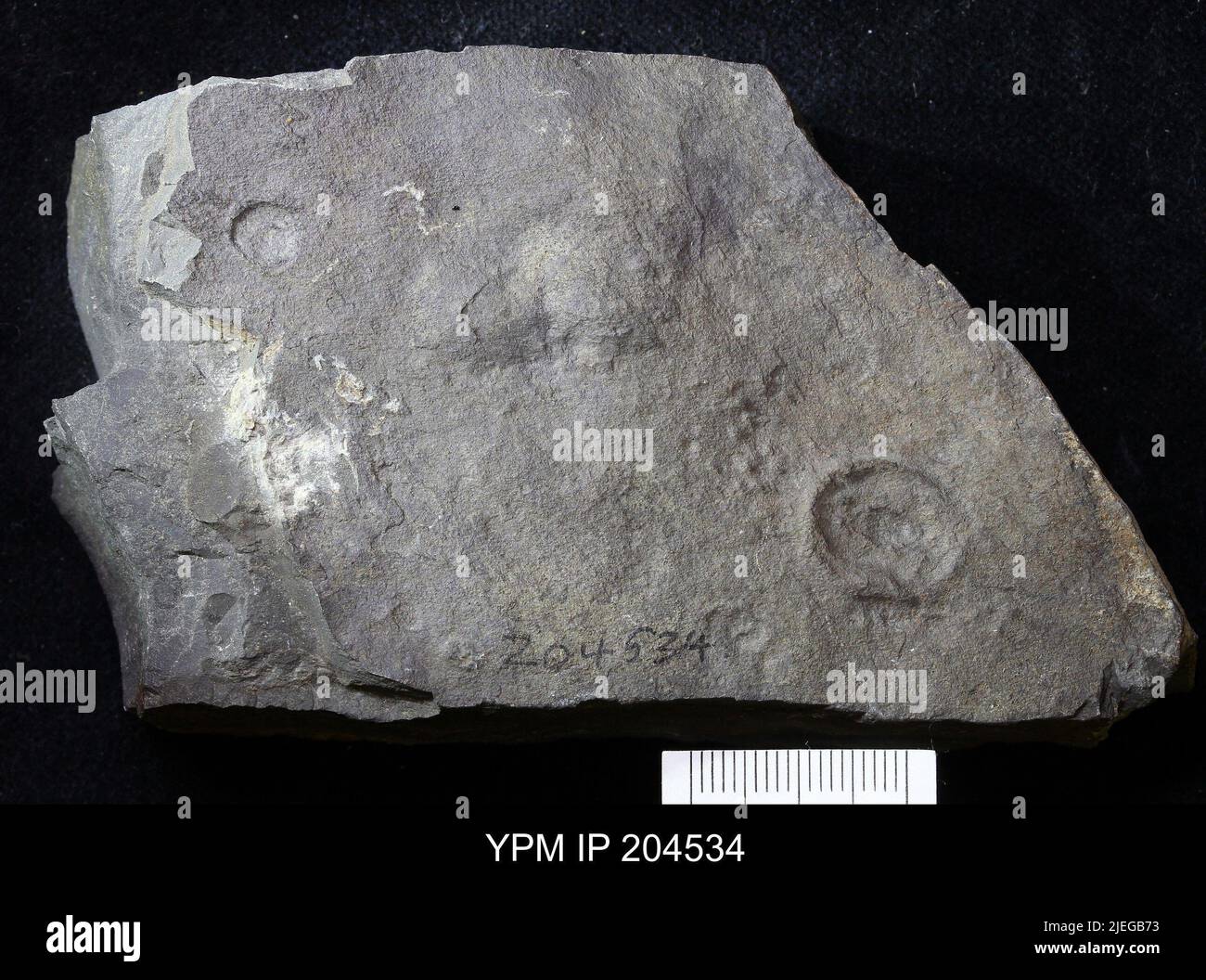 Aspidella hi-res stock photography and images - Alamy