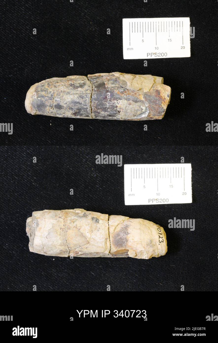 Ichnofossil invertebrate hi-res stock photography and images - Alamy