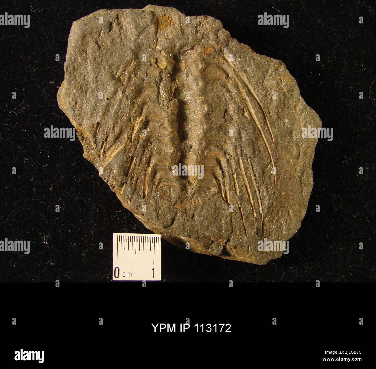 Buchi hi-res stock photography and images - Alamy