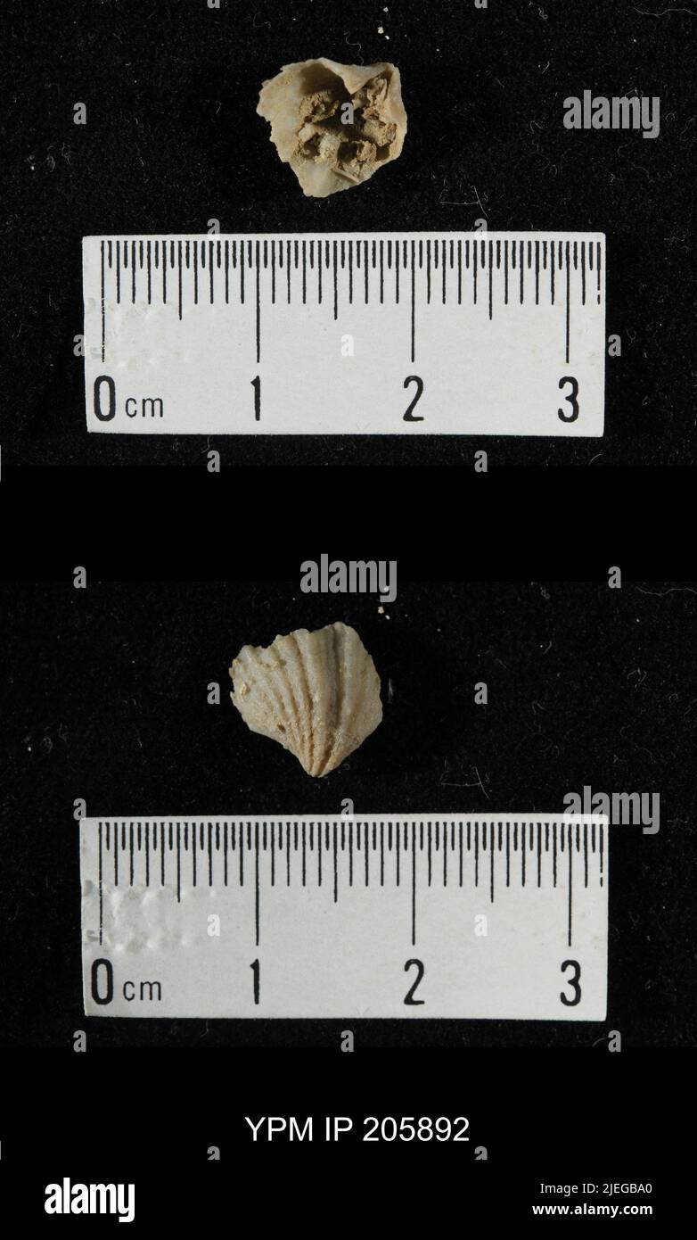 Neospirifer sp animalia hi-res stock photography and images - Alamy