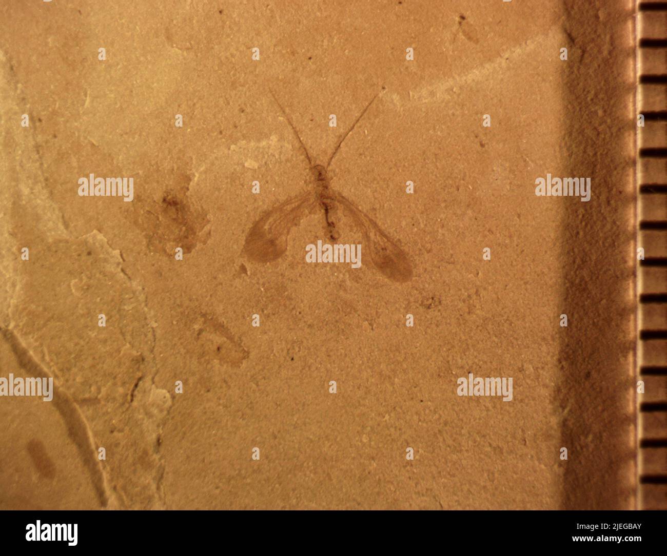 Undet psocoptera animalia hi-res stock photography and images - Alamy