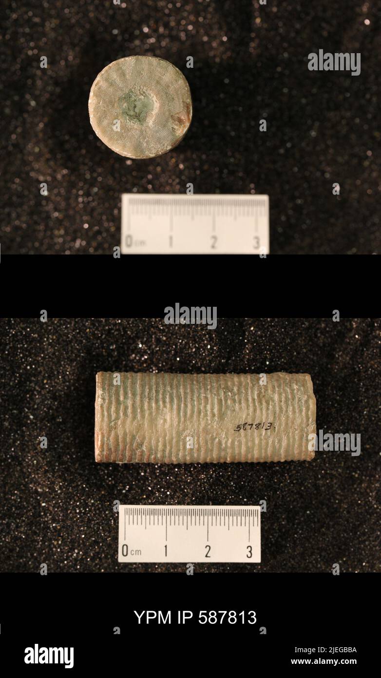 Crinoidea sea lil hi-res stock photography and images - Alamy