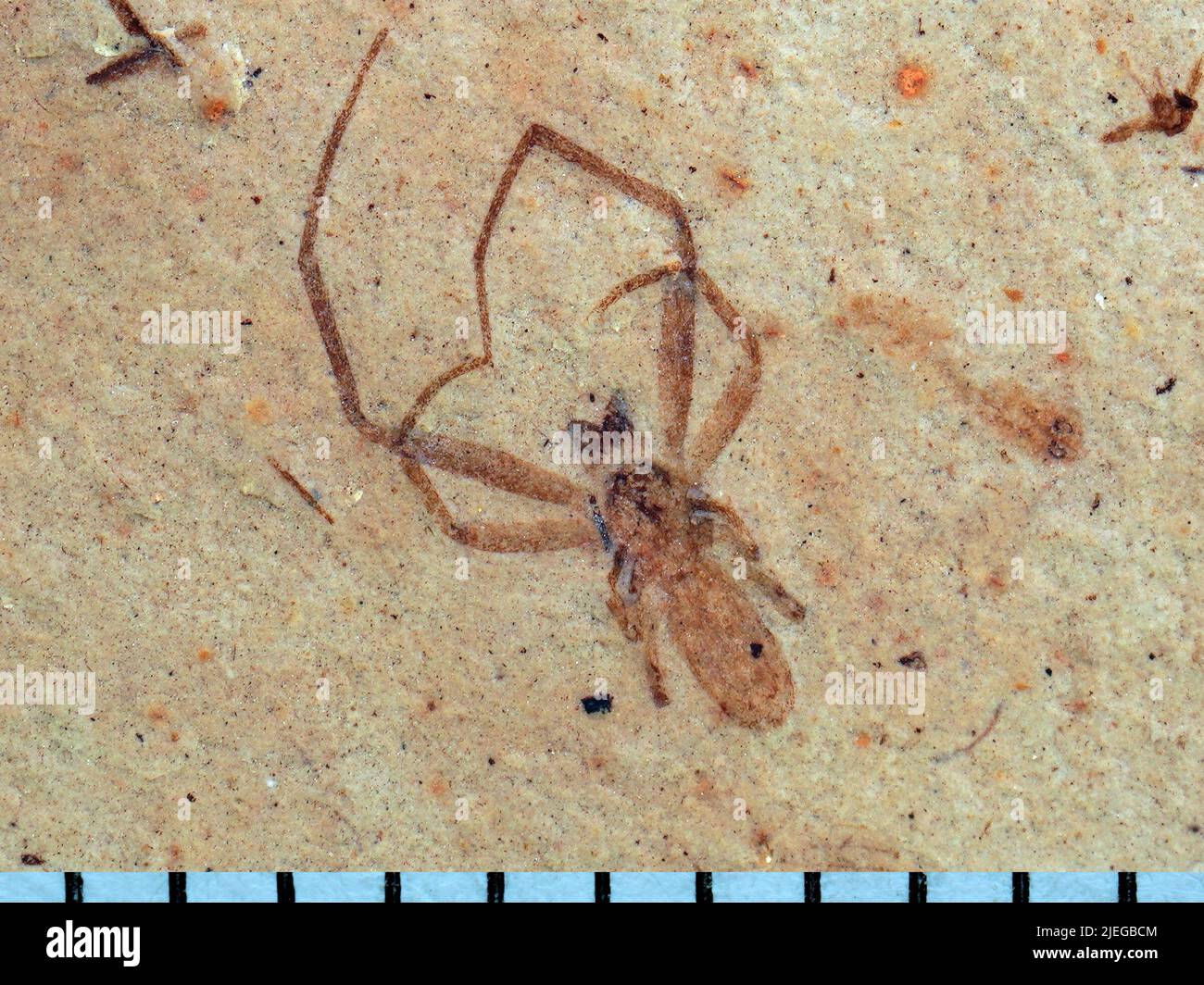 Undet araneae animalia hi-res stock photography and images - Alamy