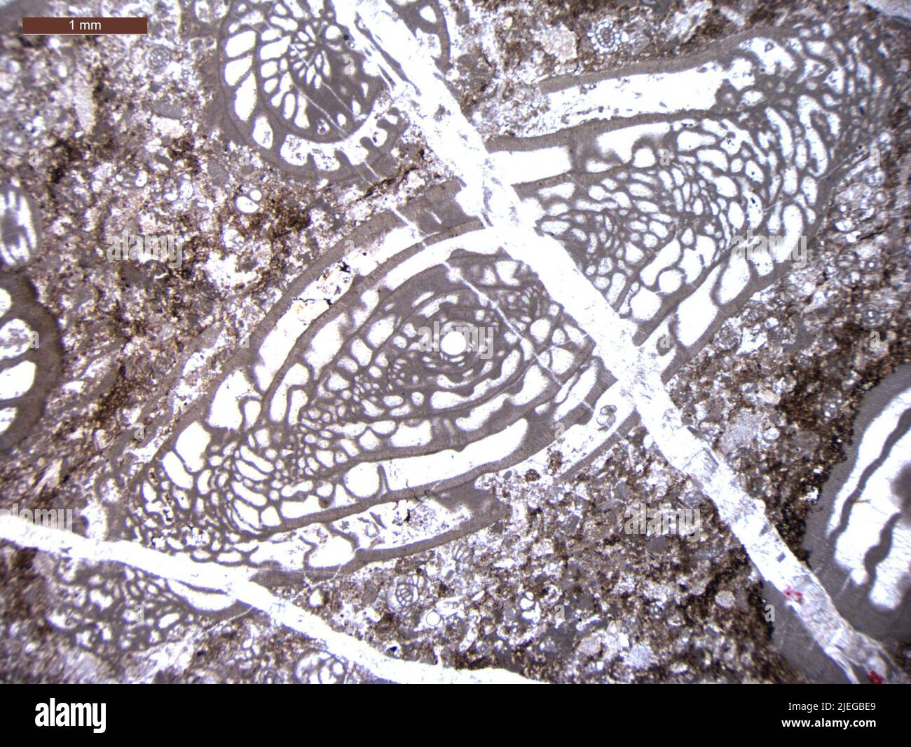 Triticites meeki moller protista hi-res stock photography and images ...