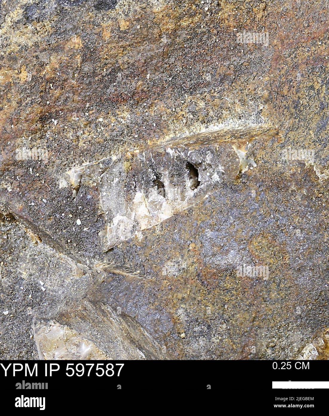 Sphenodiscus hi-res stock photography and images - Alamy