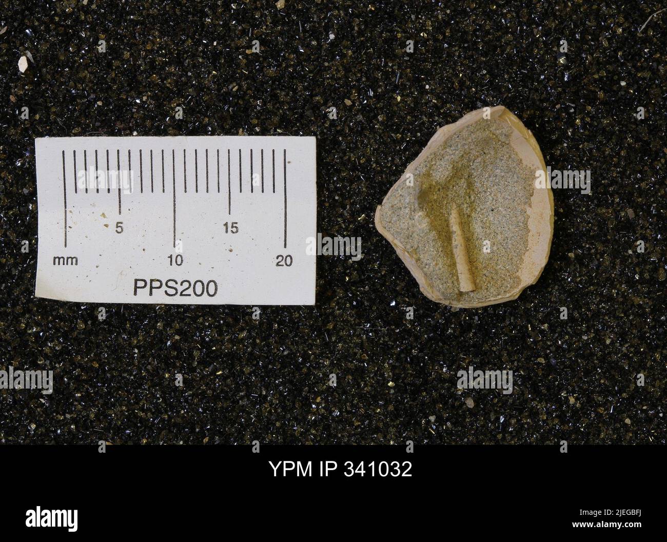 Scaphopoda tusk shells hi-res stock photography and images - Alamy