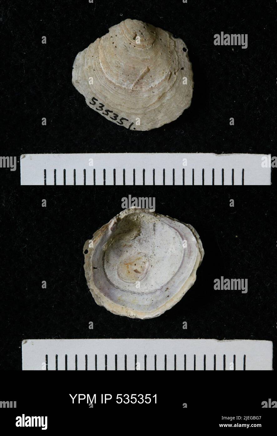 Anomia simplex dorbigny hi-res stock photography and images - Alamy