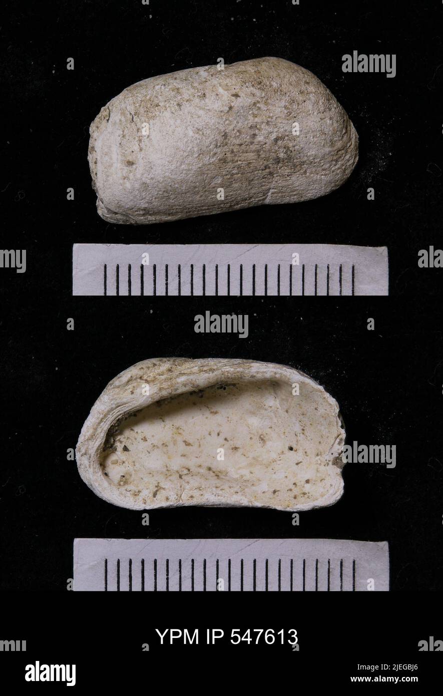 Saxicava hi-res stock photography and images - Alamy