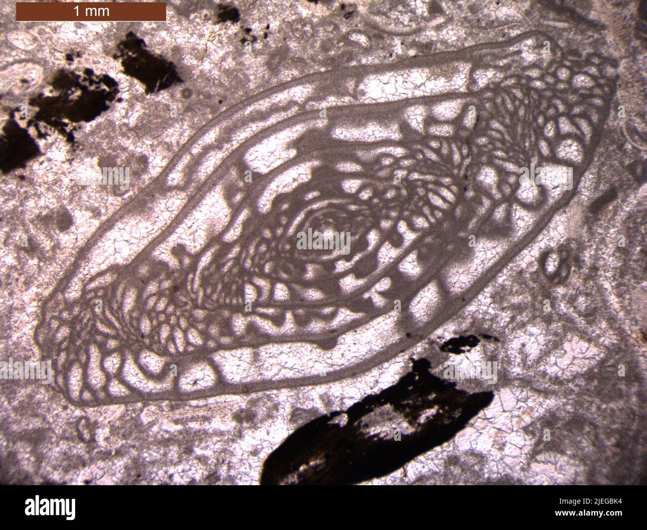 Triticites turgidus Dunbar & Henbest Stock Photo - Alamy