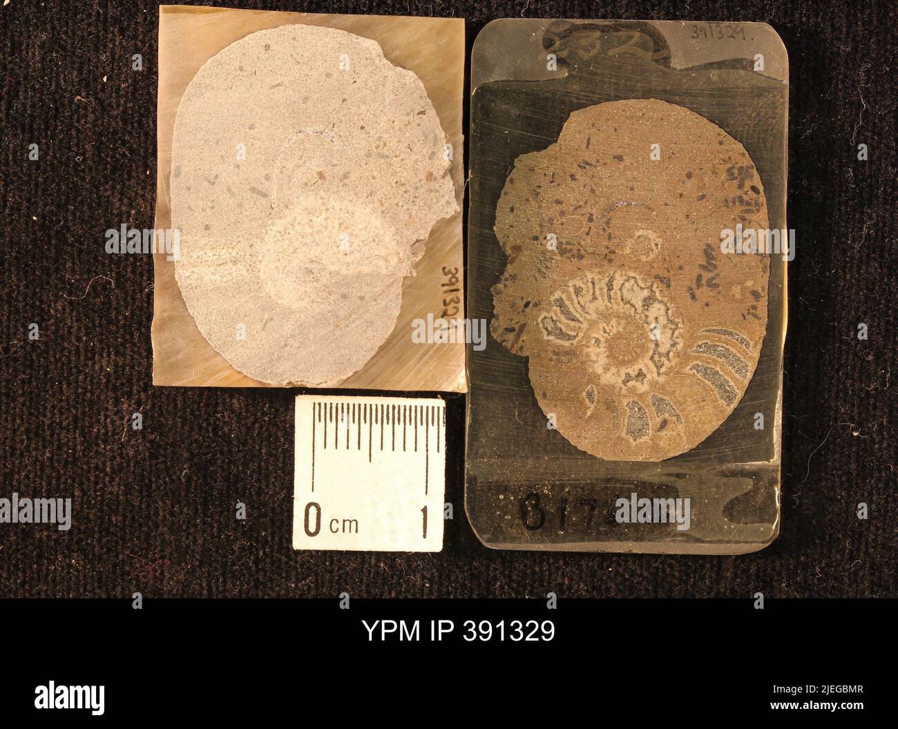 Ancient ammonite reconstruction hi-res stock photography and images - Alamy