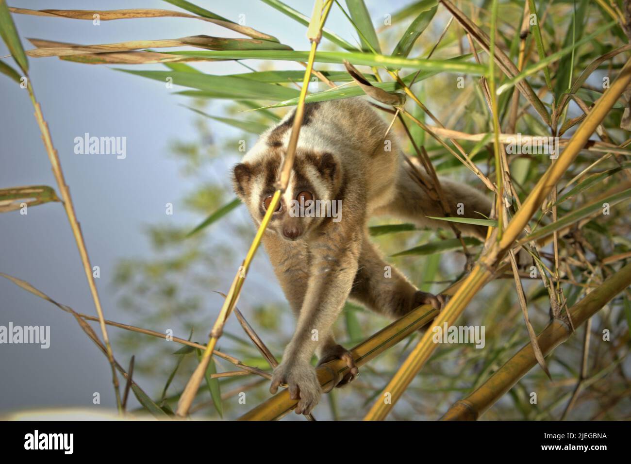 A wild Javan slow loris (Nycticebus javanicus)—a nocturnal, critically ...