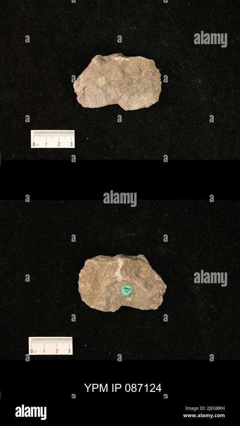 Gonioceras crassum animalia hi-res stock photography and images - Alamy