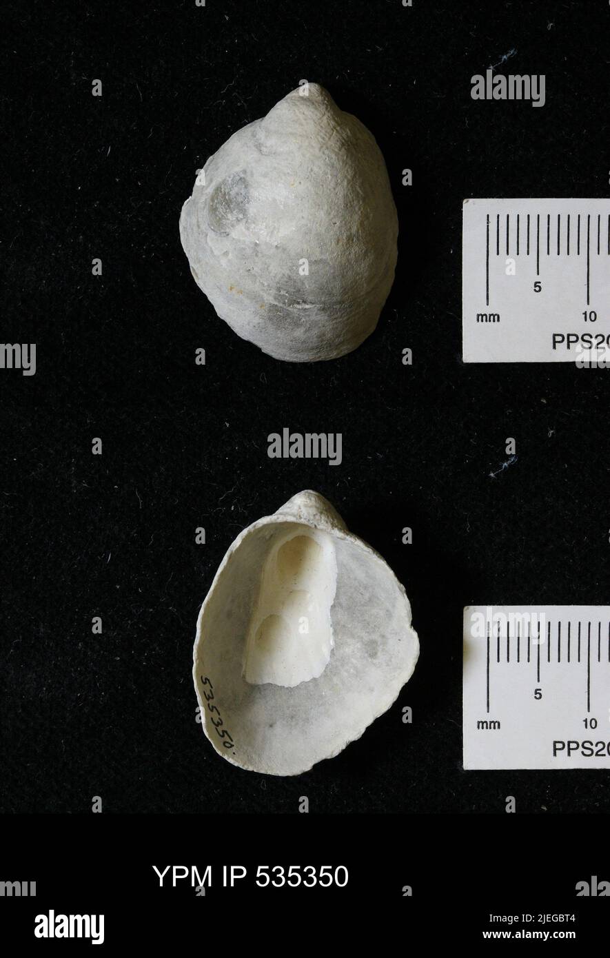 Anomia simplex dorbigny hi-res stock photography and images - Alamy