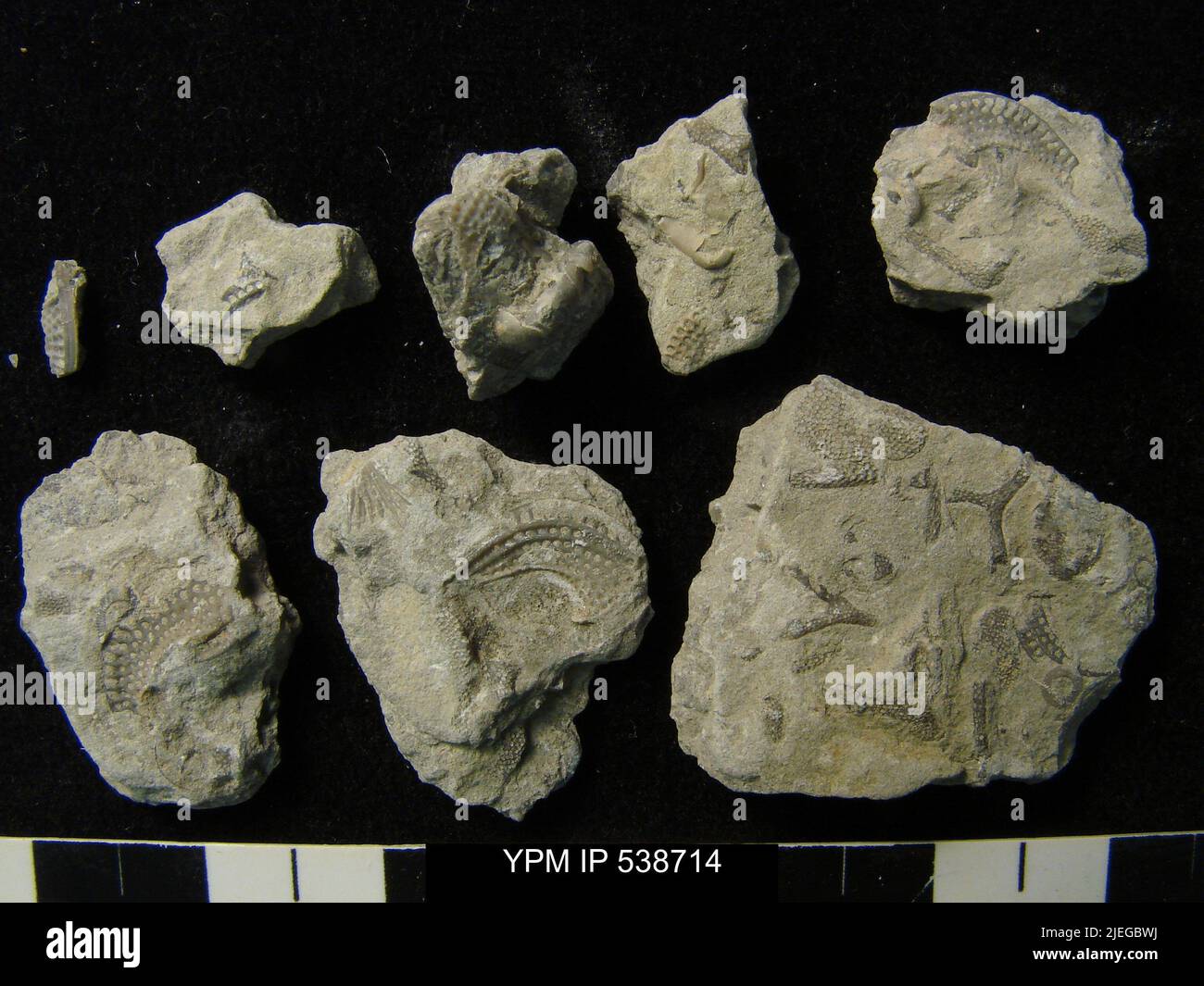 Cryptolithus sp animalia hi-res stock photography and images - Alamy