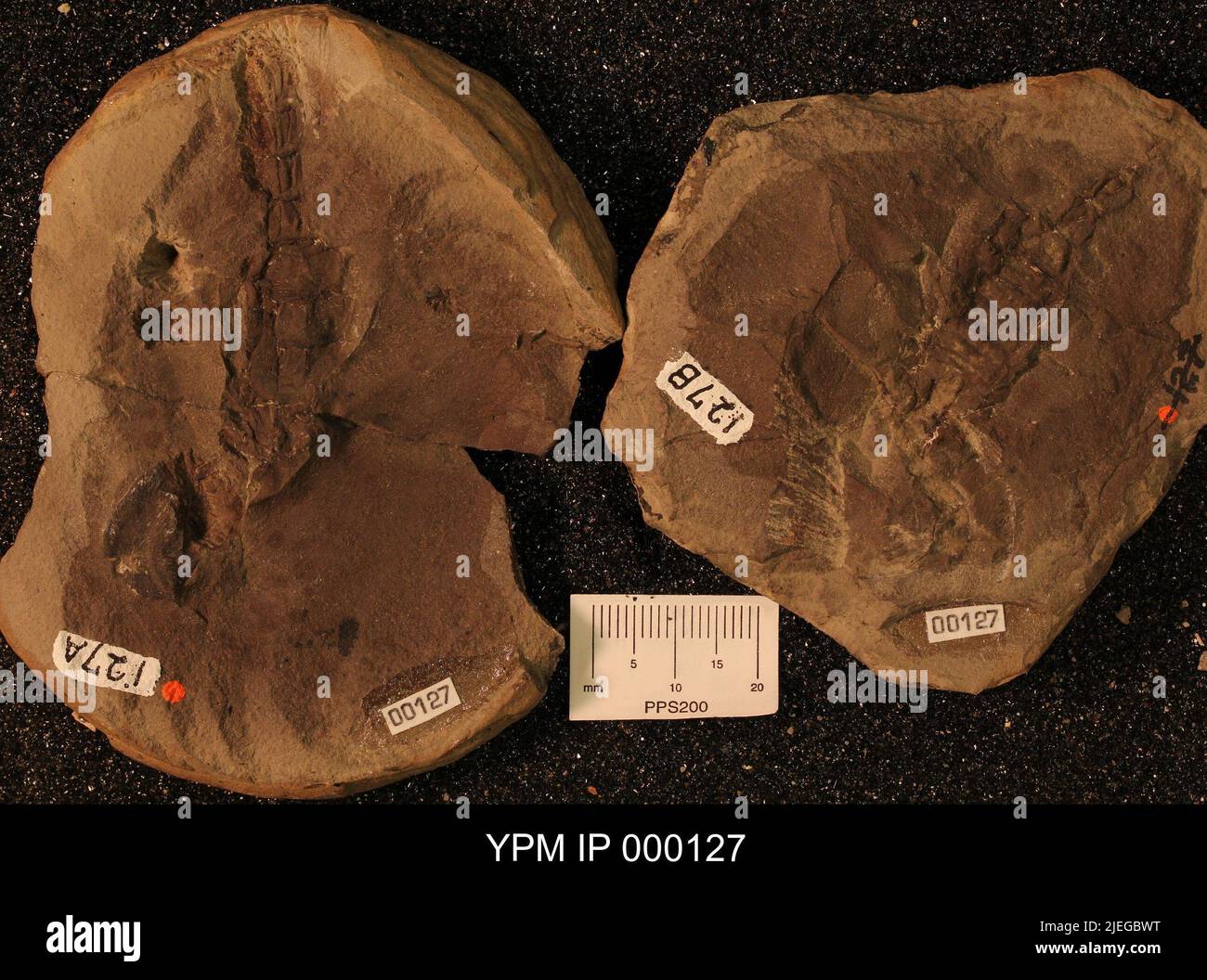 Typicus hi-res stock photography and images - Alamy
