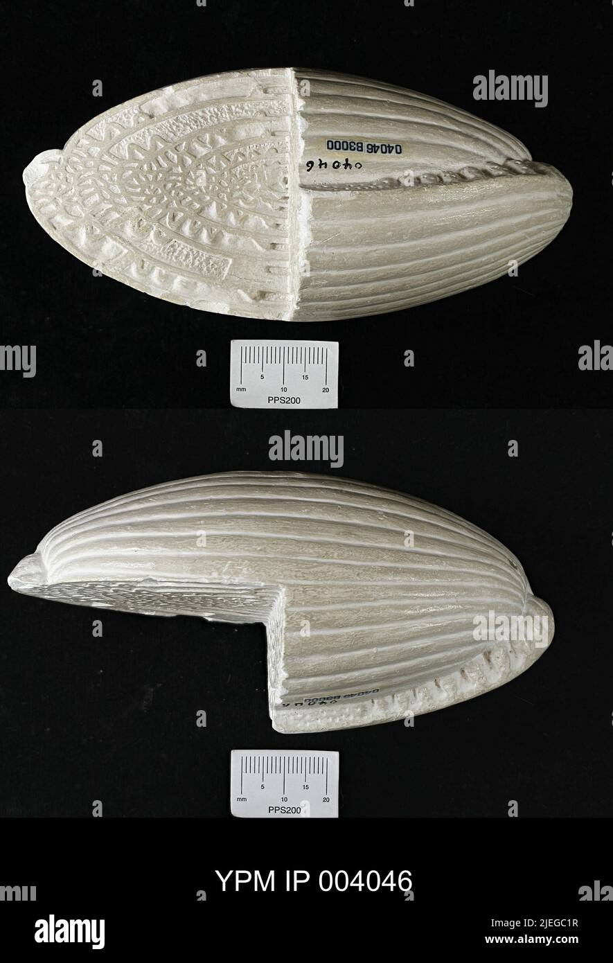 Triticites sp hi-res stock photography and images - Alamy